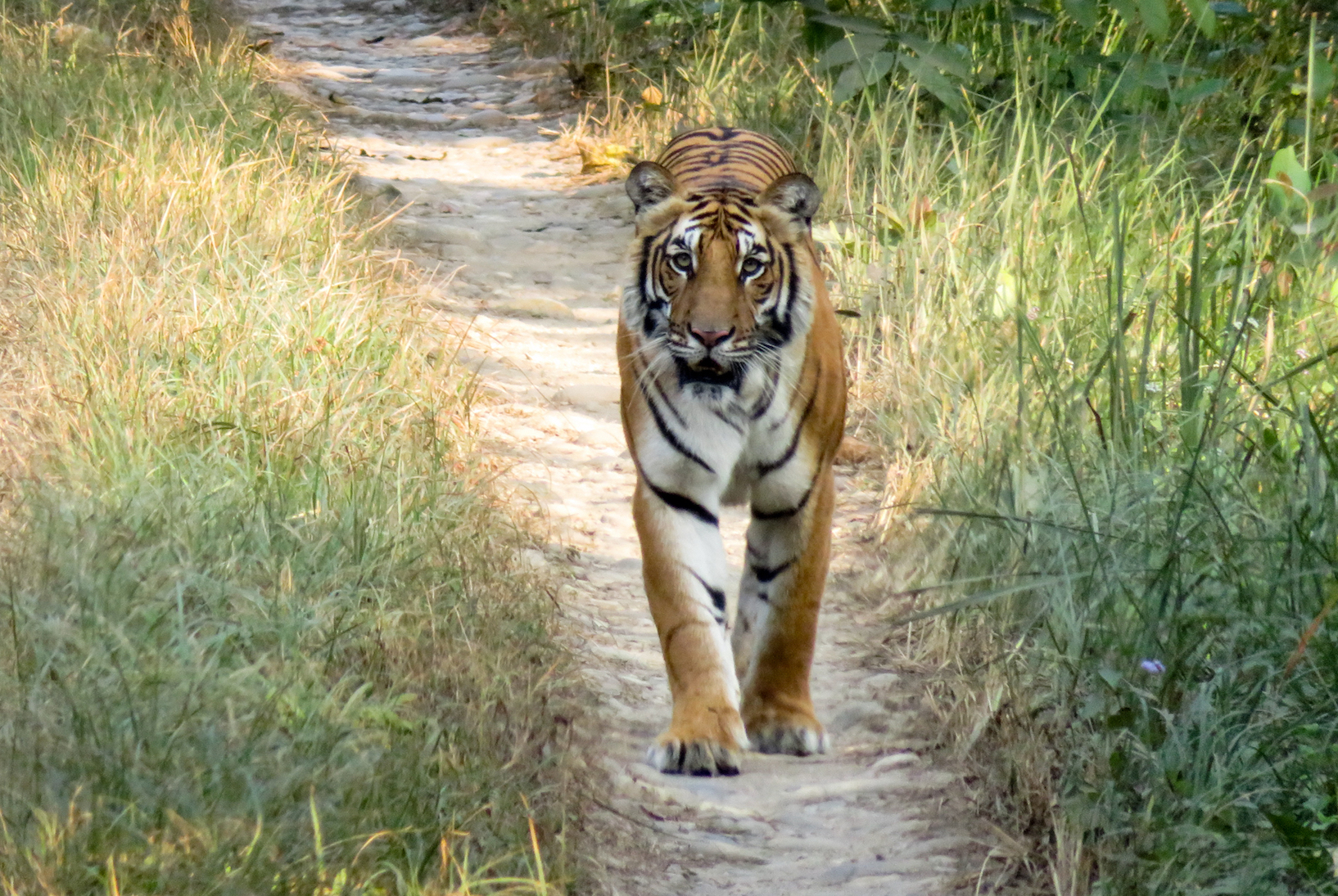 Nepal’s tigers set to double in population - Earth.com