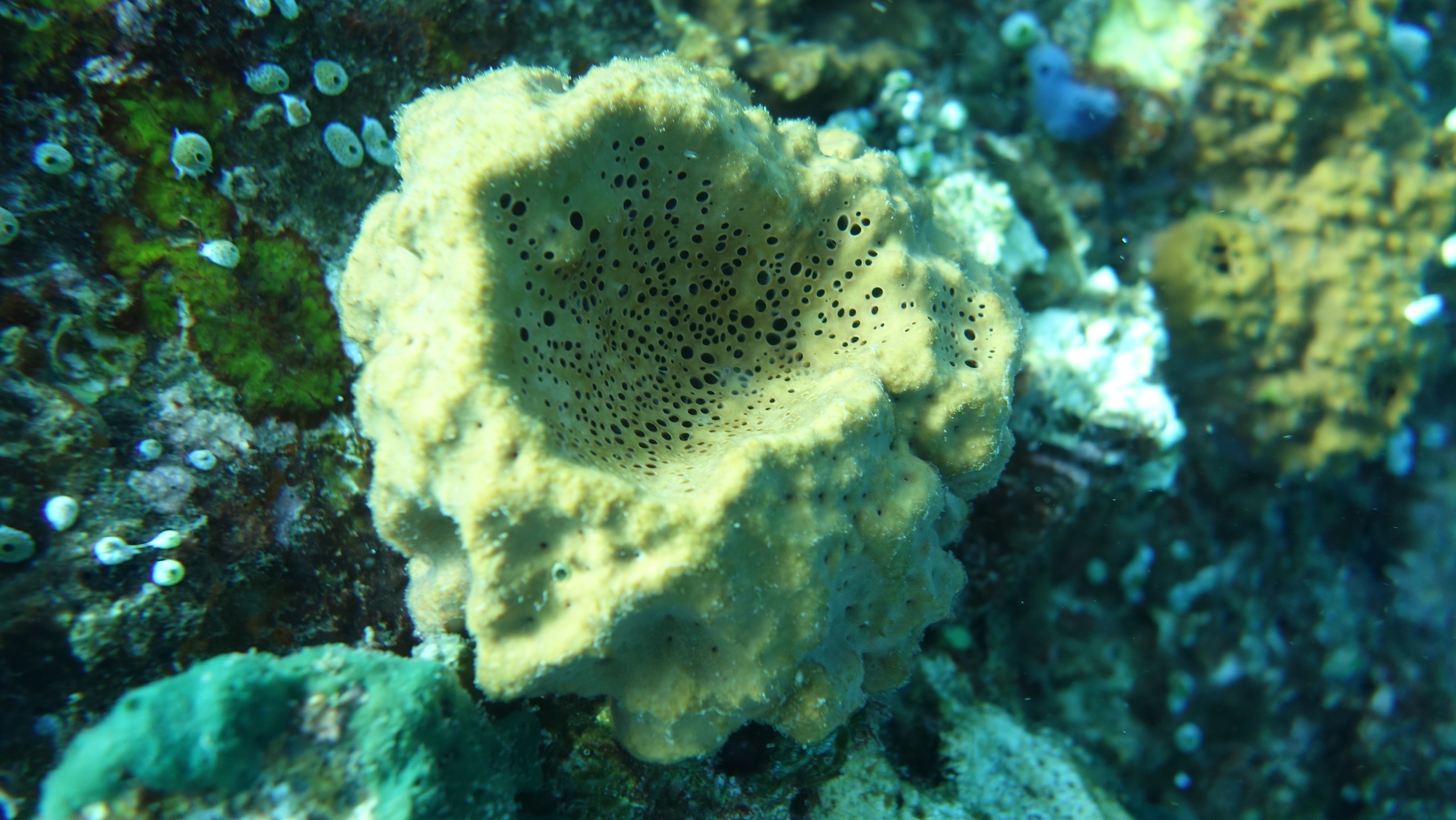 Oldest evidence of animal life on Earth identified by scientists ...