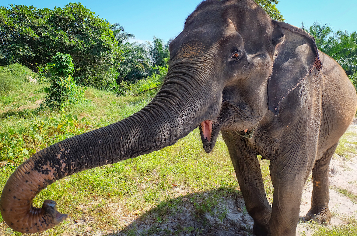 Human activity driving mammal extinction crisis - Earth.com