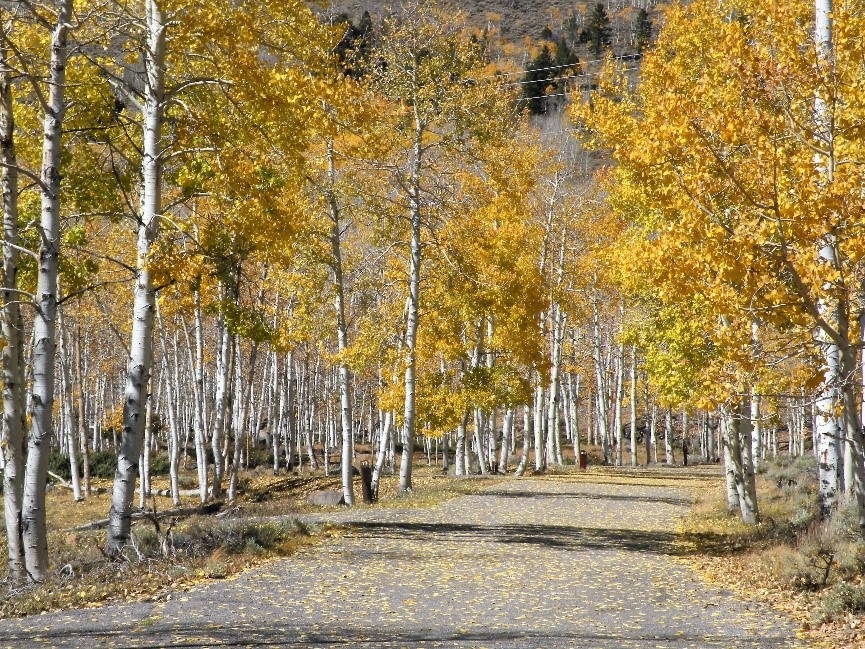 The world’s largest living organism is collapsing in Utah - Earth.com