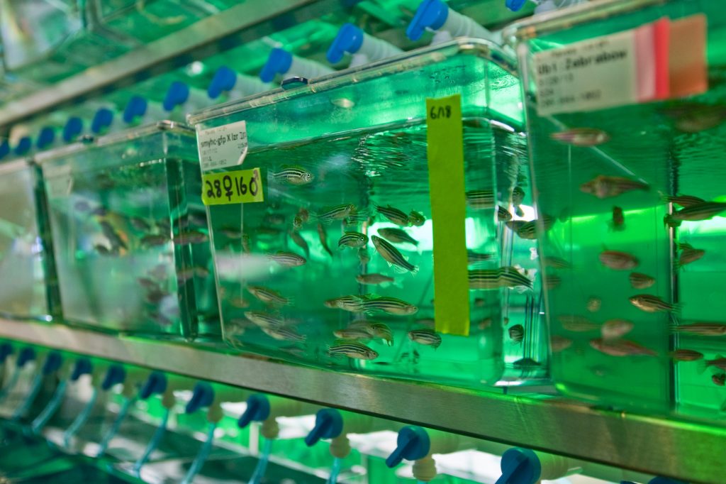 Zebrafish gene editing used to model human diseases • Earth.com