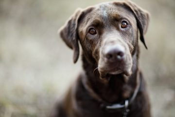 Chocolate Labs coat colors could affect health • Earth.com