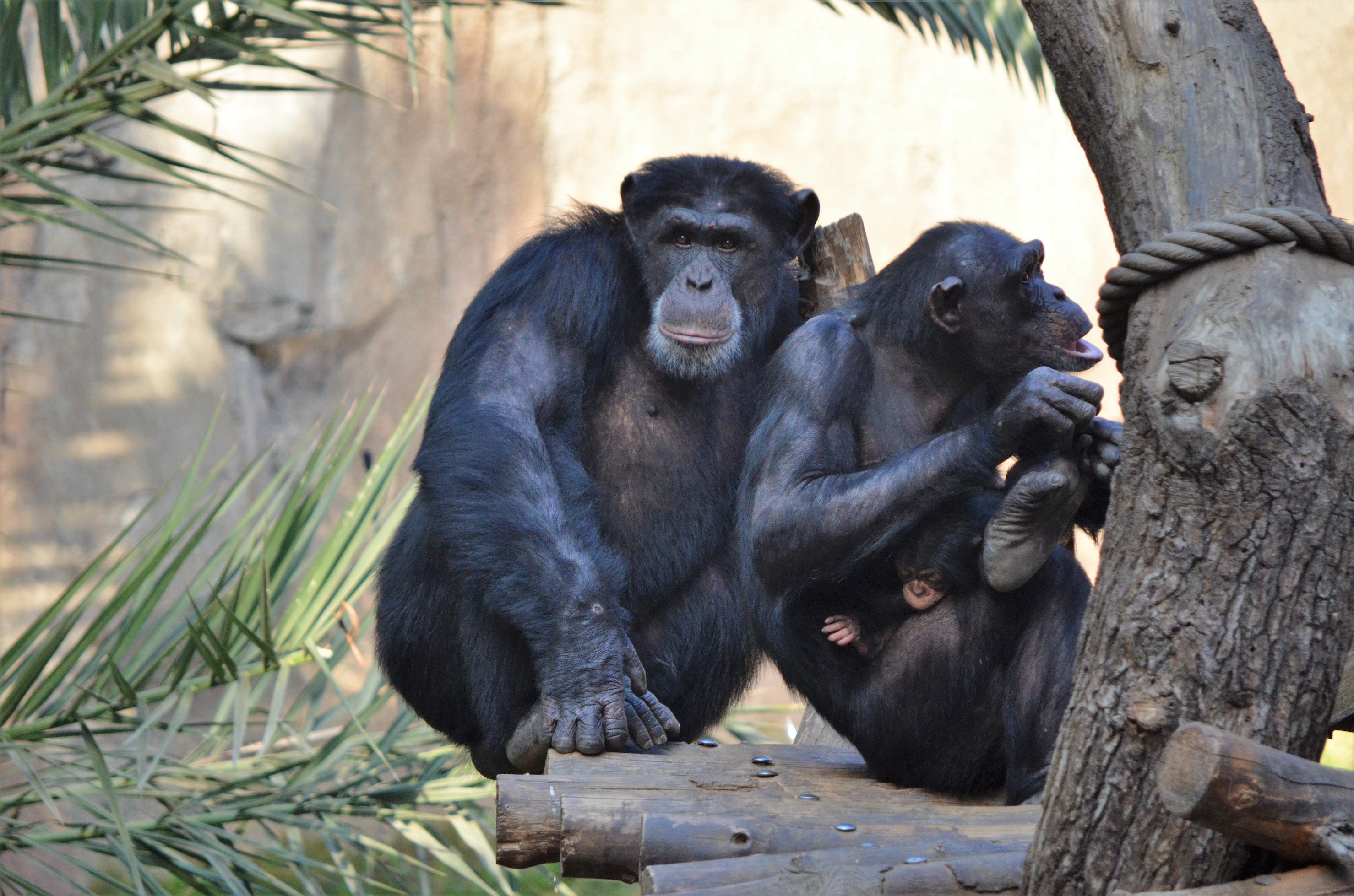 Chimpanzees can tell strangers from family using scent - Earth.com