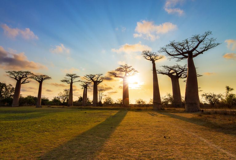 What is it about baobab trees that makes them so captivating? - Earth.com