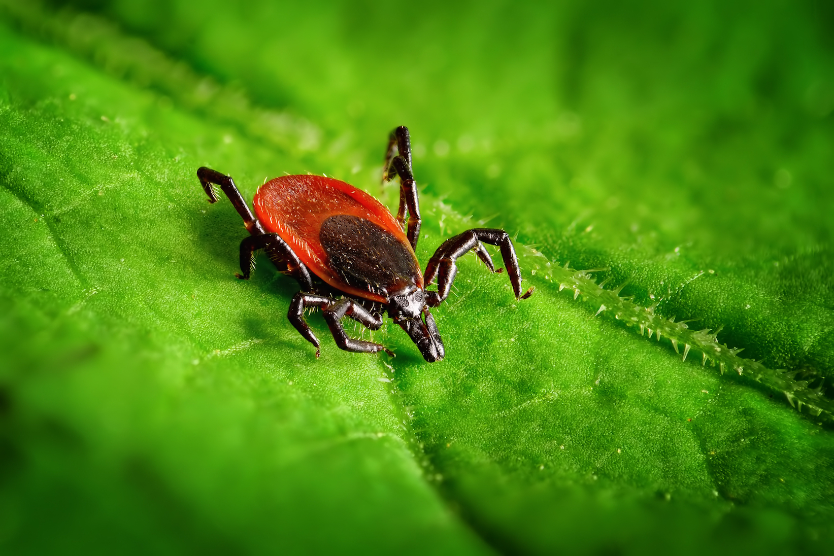 Warming temperatures linked to rise in Lyme disease - Earth.com