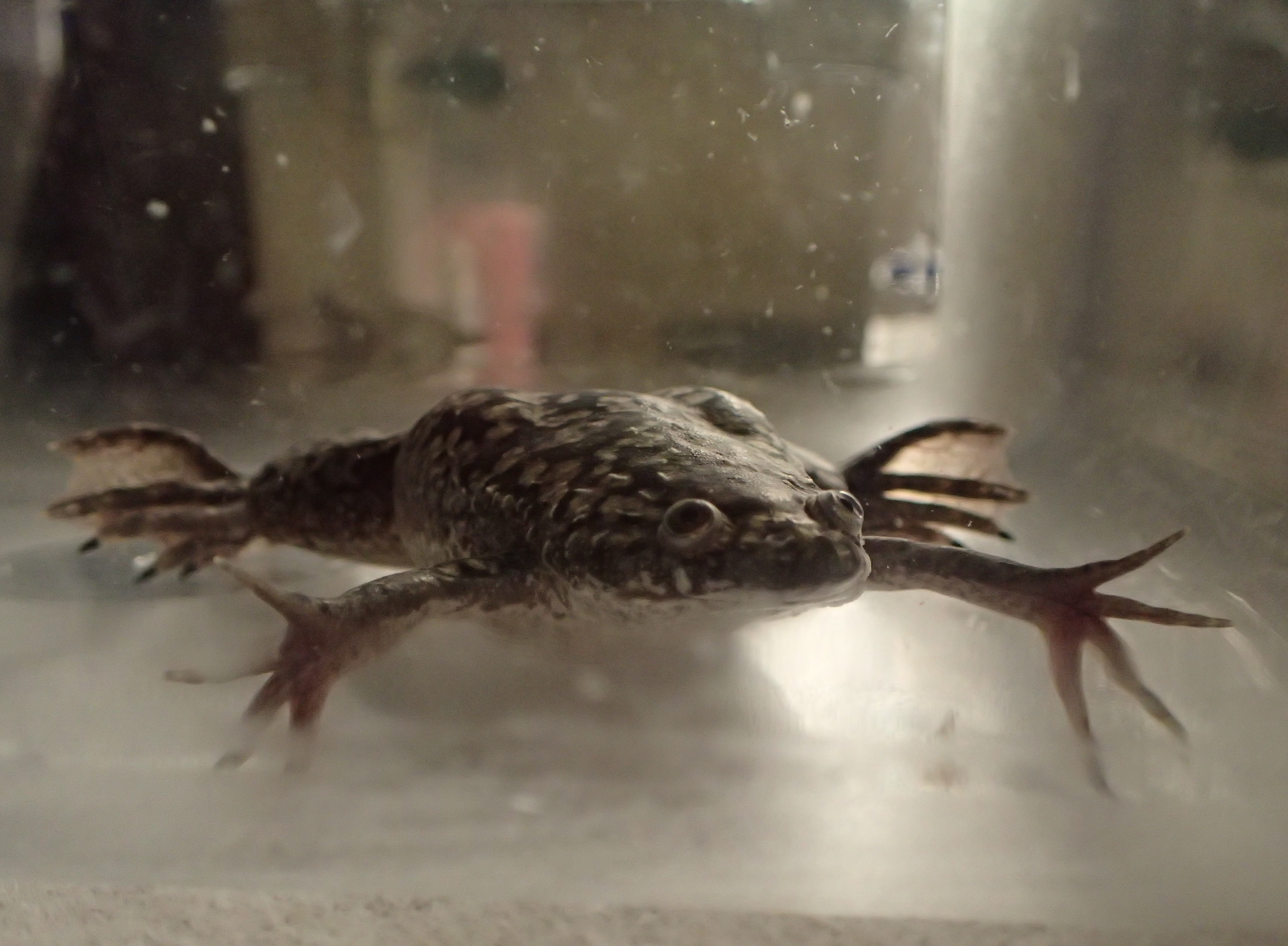 New limb regeneration experiment could lead to major breakthrough ...