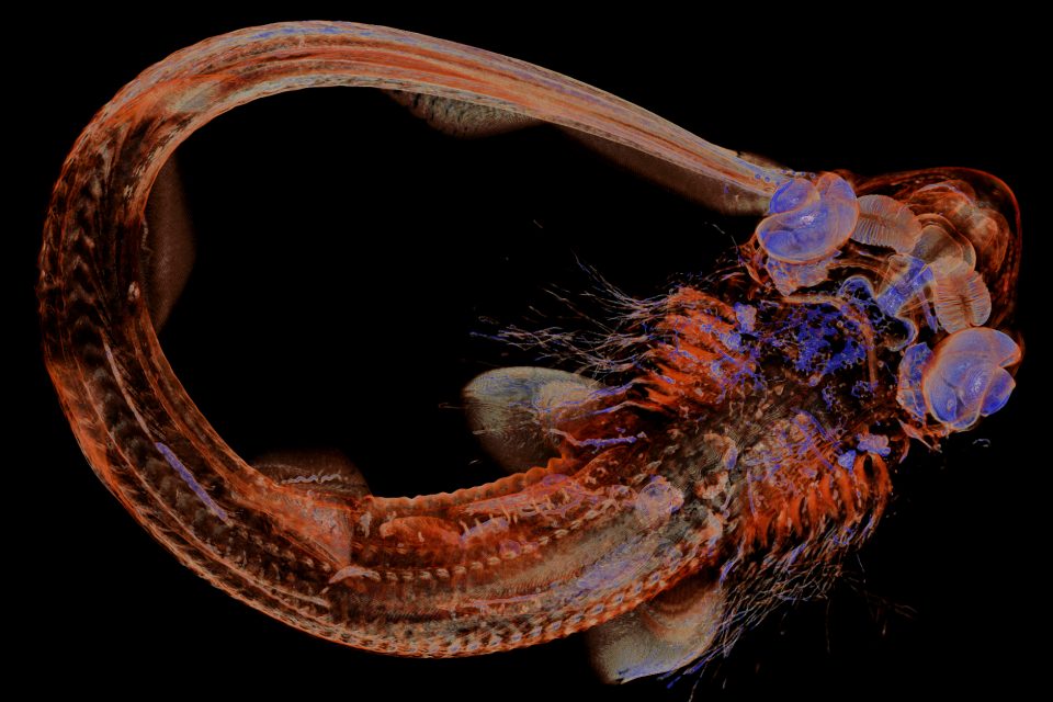 The single mechanism behind patterns in bird feathers and shark skin ...