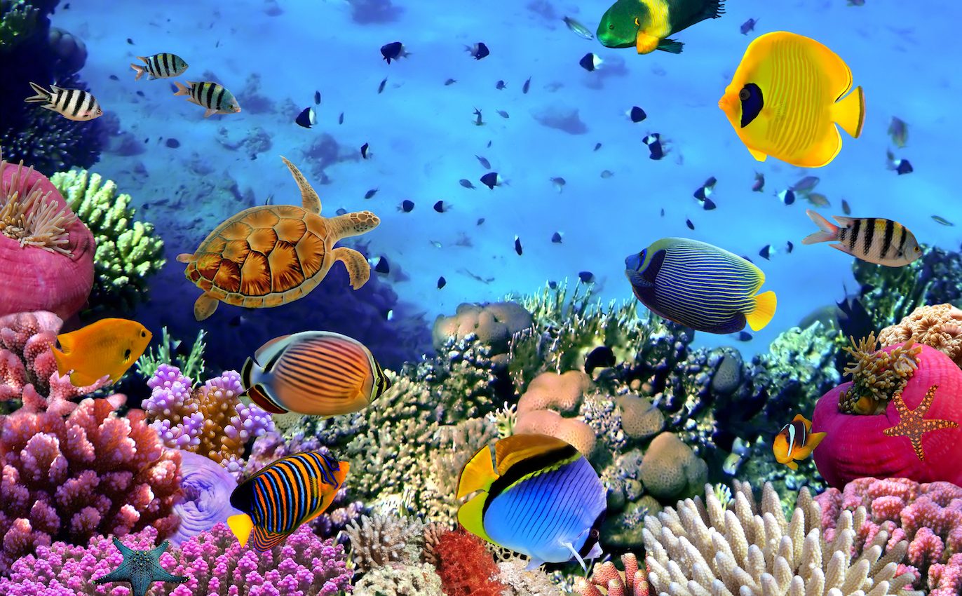 Coral Reef Fish How Are Fisheries And Coral Reefs Connected? | NOAA