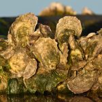 New bioengineering method could improve rice crop yields • Earth.com