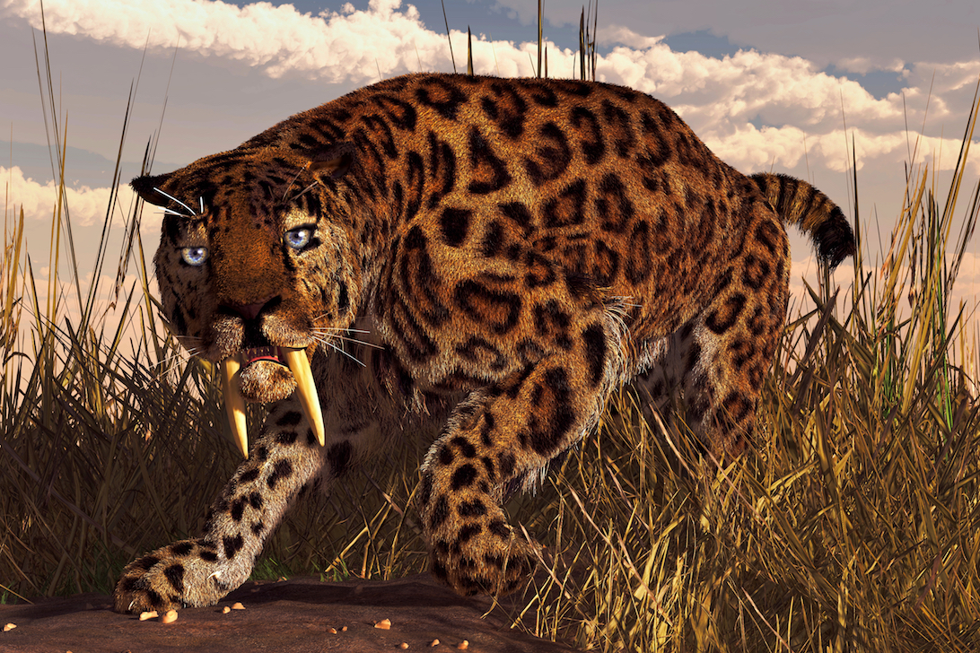 Sabre-toothed cats may have been surprisingly social and sharing ...