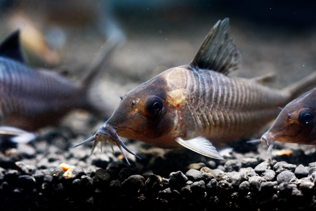 Why do electric fish have such unusually large brains? • Earth.com