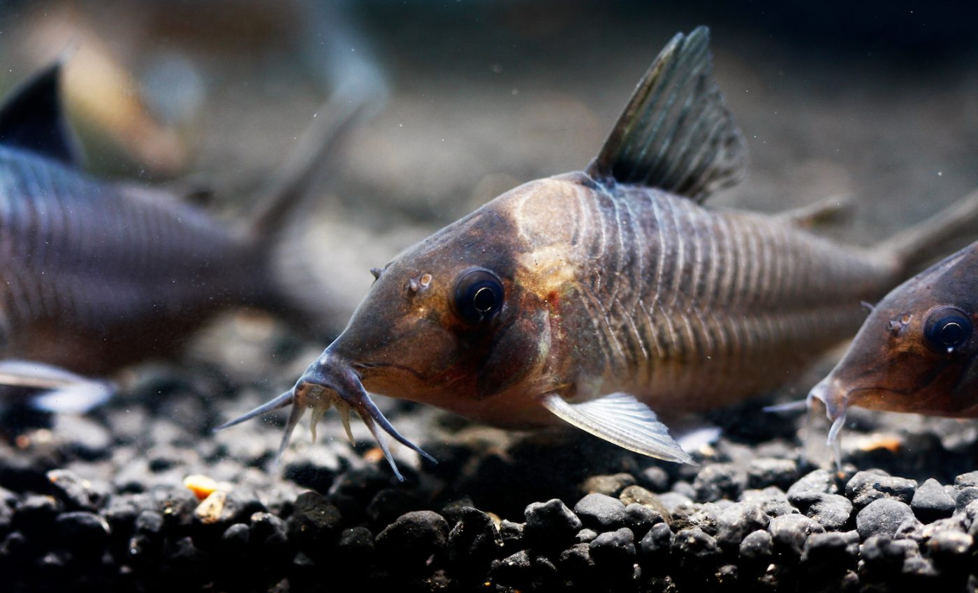 Fish Brain Size