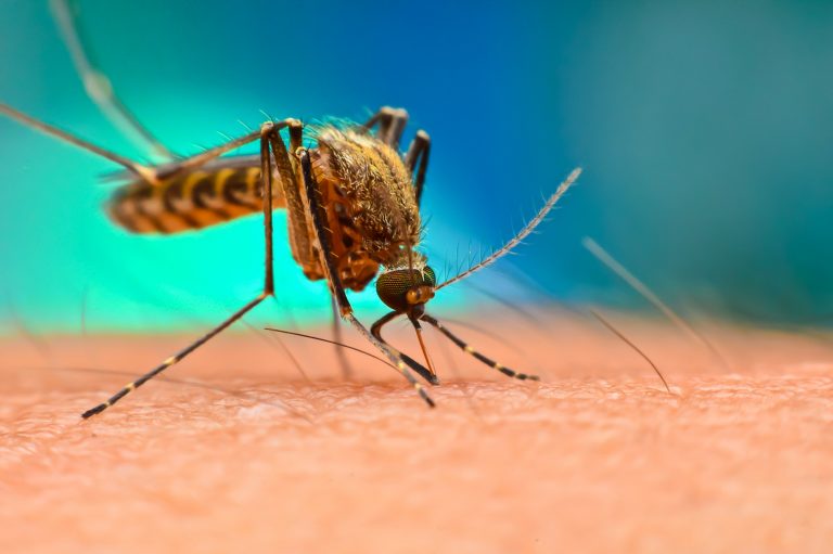 New mosquito DNA map could help get deadly diseases under control ...