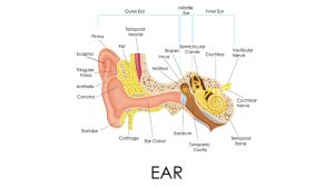 What is Ear? - Earth.com