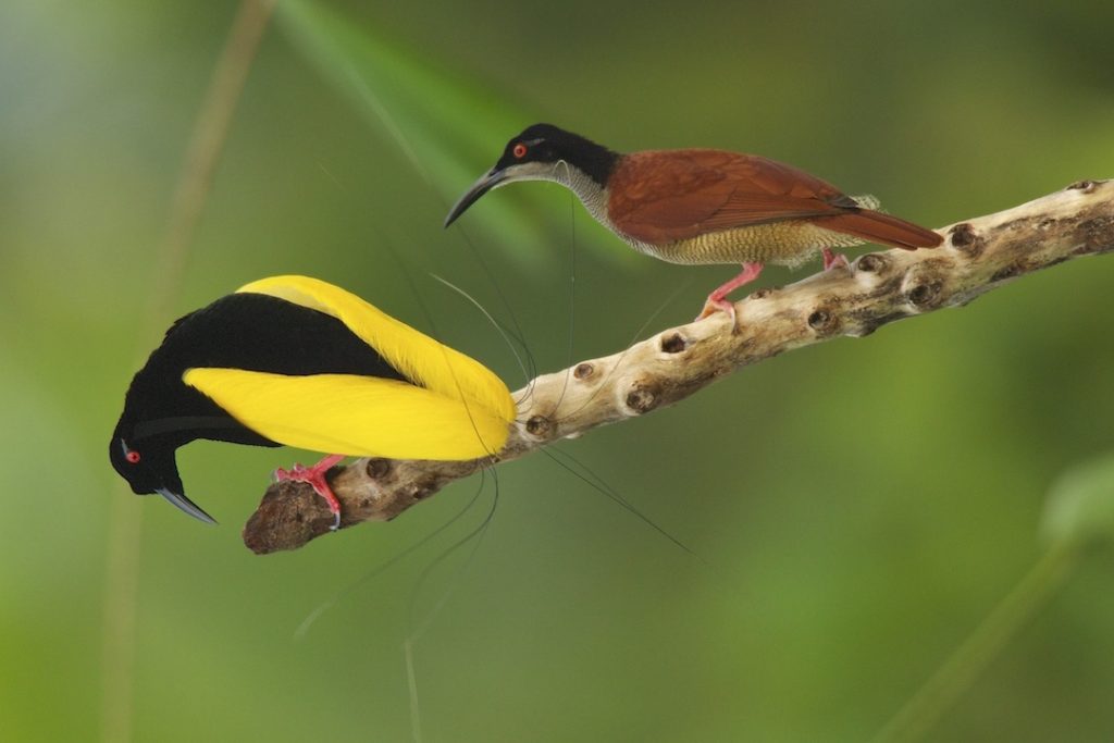 Female preferences drive the mating routines for birds of paradise ...
