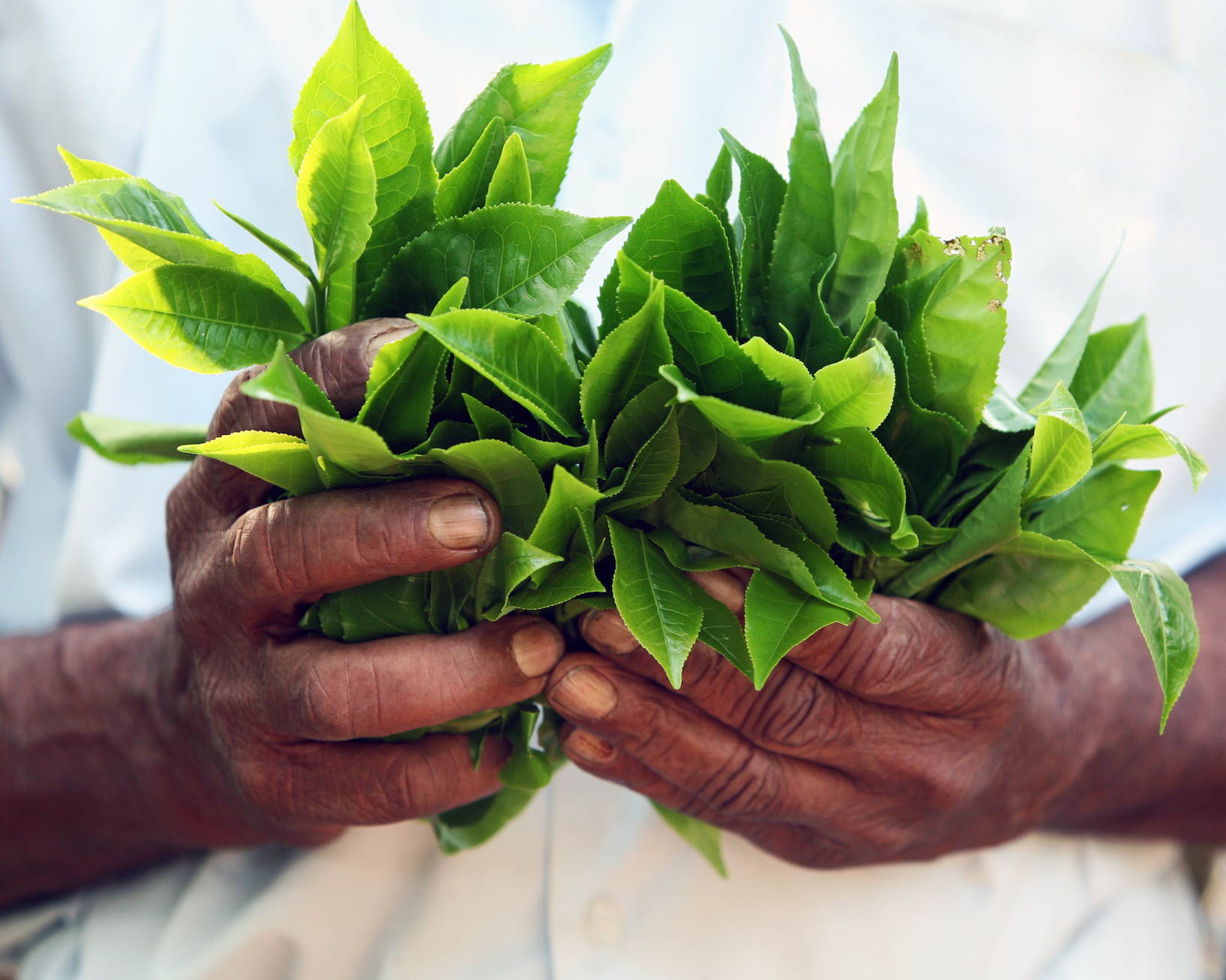 Despite their size, smallholder farms have a huge global impact - Earth.com