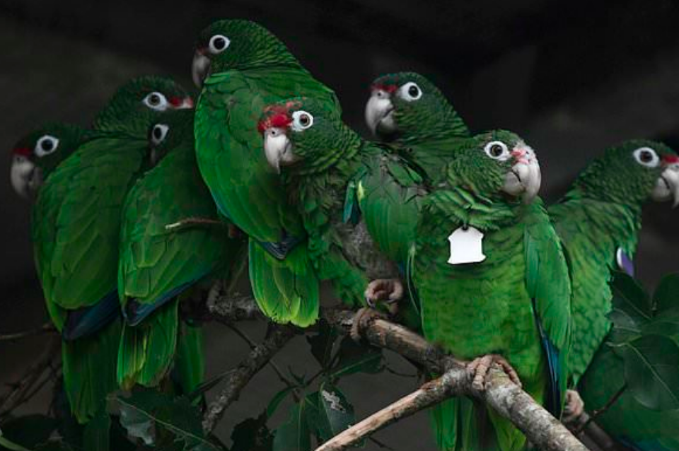 Scientists work to save wild Puerto Rican parrots after Hurricane Maria ...