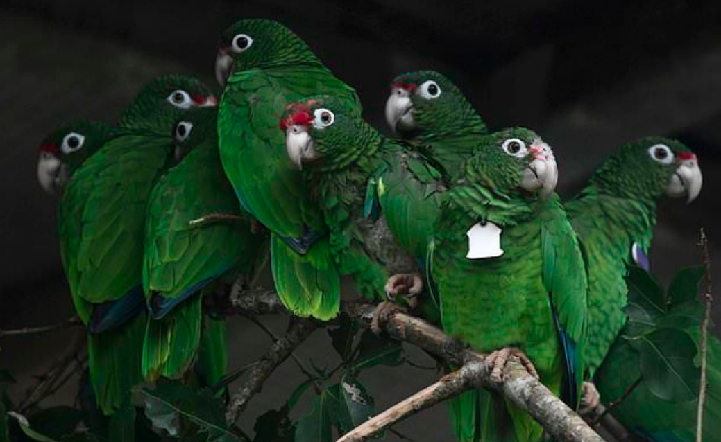 Scientists work to save wild Puerto Rican parrots after Hurricane Maria ...