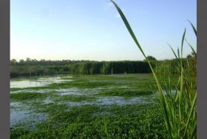 What is Wetland? - Earth.com