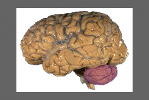 What is Cerebellum? - Earth.com