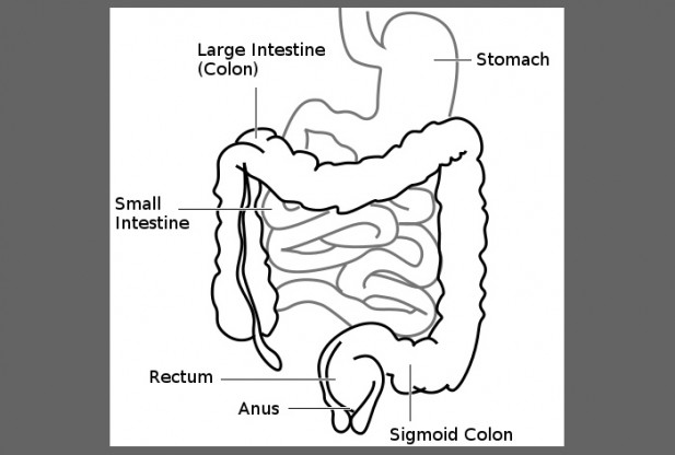What Is Large Intestine Earth