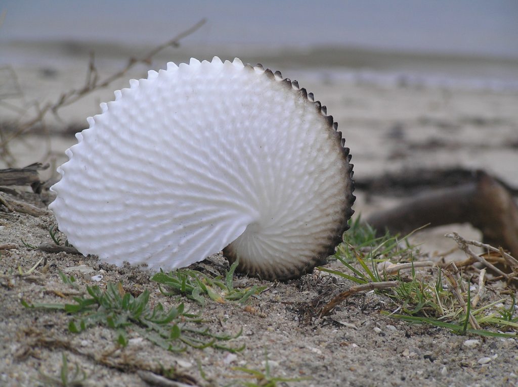 Octopus on the half shell: The amazing argonaut • Earth.com