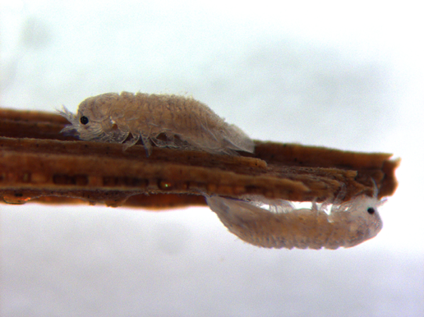 Small crustaceans may reveal how to make renewable energy from wood ...