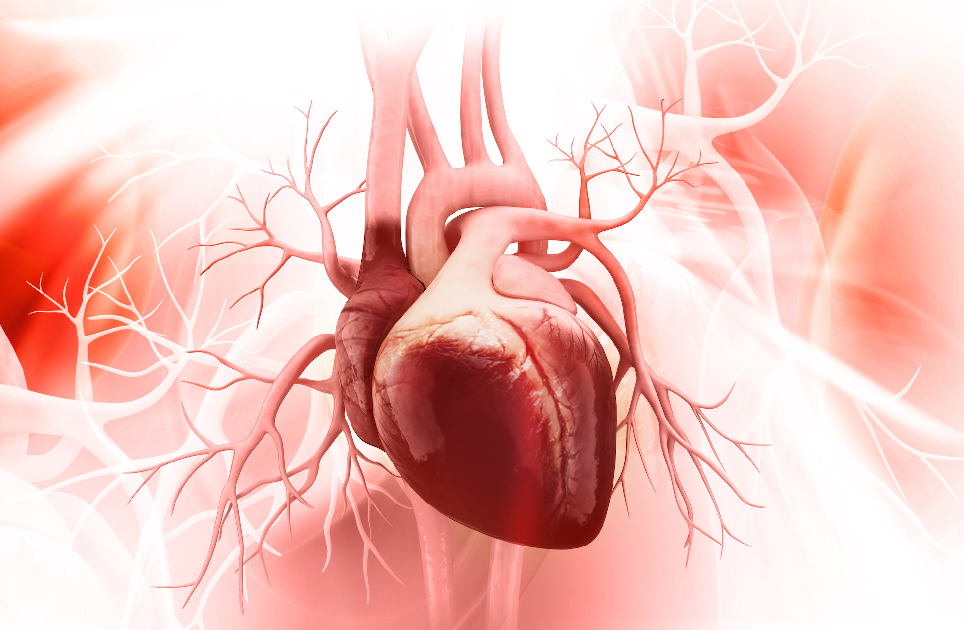 Research concludes that adult heart stem cells do not exist - Earth.com