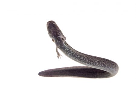 Scientists discover new species, reticulated siren, in Florida • Earth.com