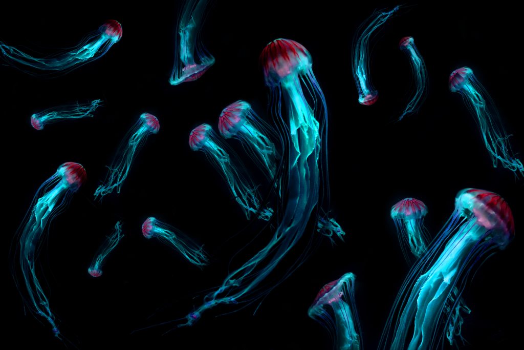 The first large complex organisms evolved in the deep ocean • Earth.com