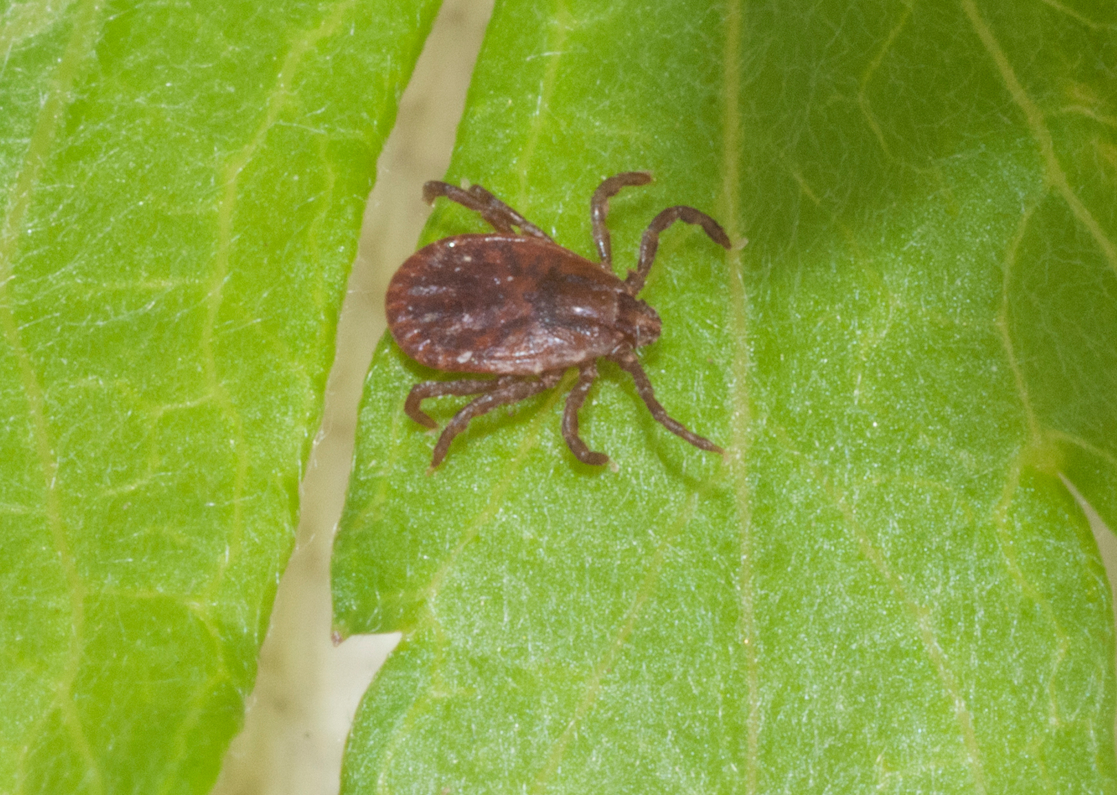New invasive tick could spread across the eastern US - Earth.com