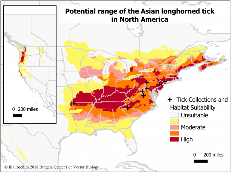 New invasive tick could spread across the eastern US - Earth.com