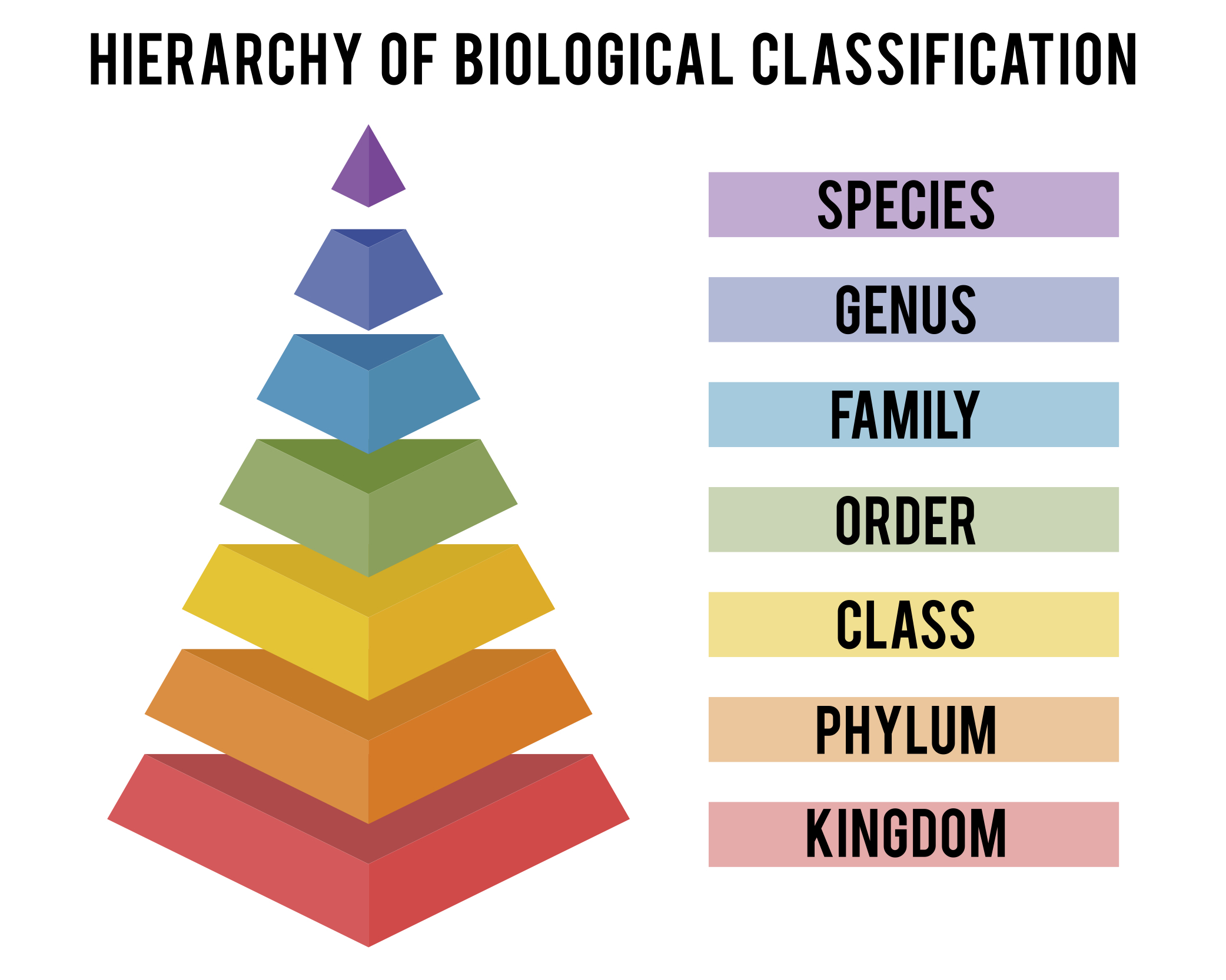 How Did Humans Begin To Classify And Name All Of Life On Earth Earth