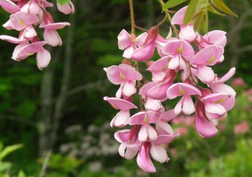 How to care for Kelsey's dwarf pink locust - Complete Plant Care Guide ...
