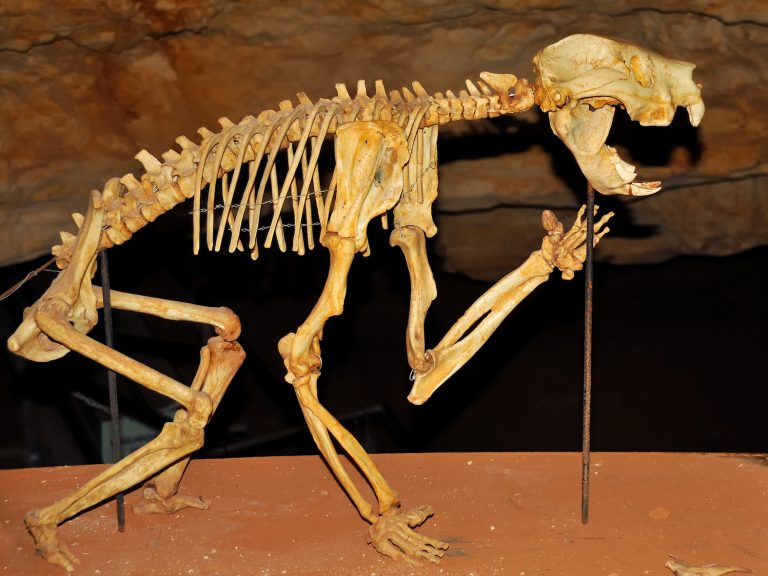 Extinct marsupial lion was unlike any modern predator - Earth.com