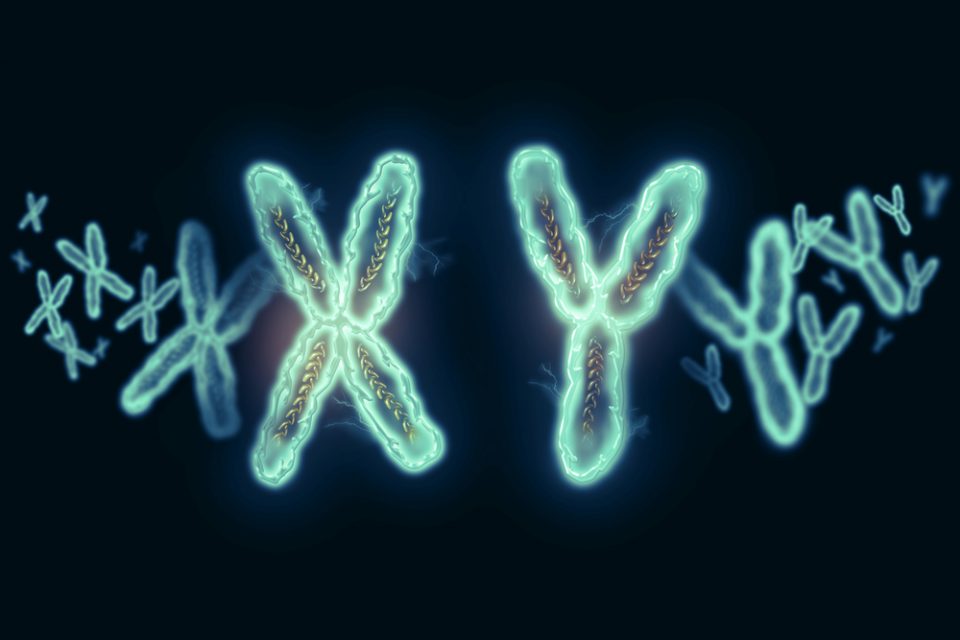 Geneticists Sex Depends On More Than XX Or XY Chromosome Earth