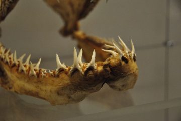 All the better to eat you with, my dear: The evolution of jaws • Earth.com