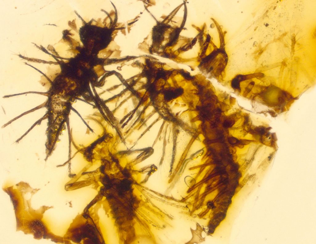 Insects trapped in ancient amber reveal how eggs hatch • Earth.com