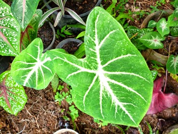 Plantsnap – Identify Plants, Trees, Mushrooms With An App