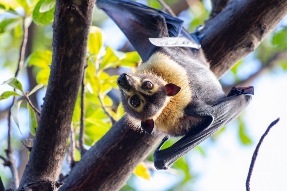 Extreme weather events put wildlife, plants in danger • Earth.com