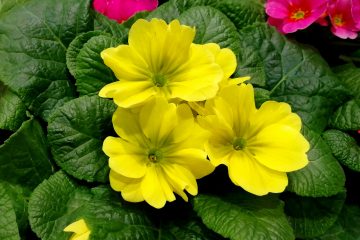 How the primrose flowers in such unique formations • Earth.com