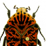 Documentary reveals what the Tyrannosaurus Rex really looked like ...