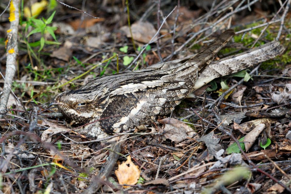 Drones can help find elusive, camouflaged nightjar nests • Earth.com