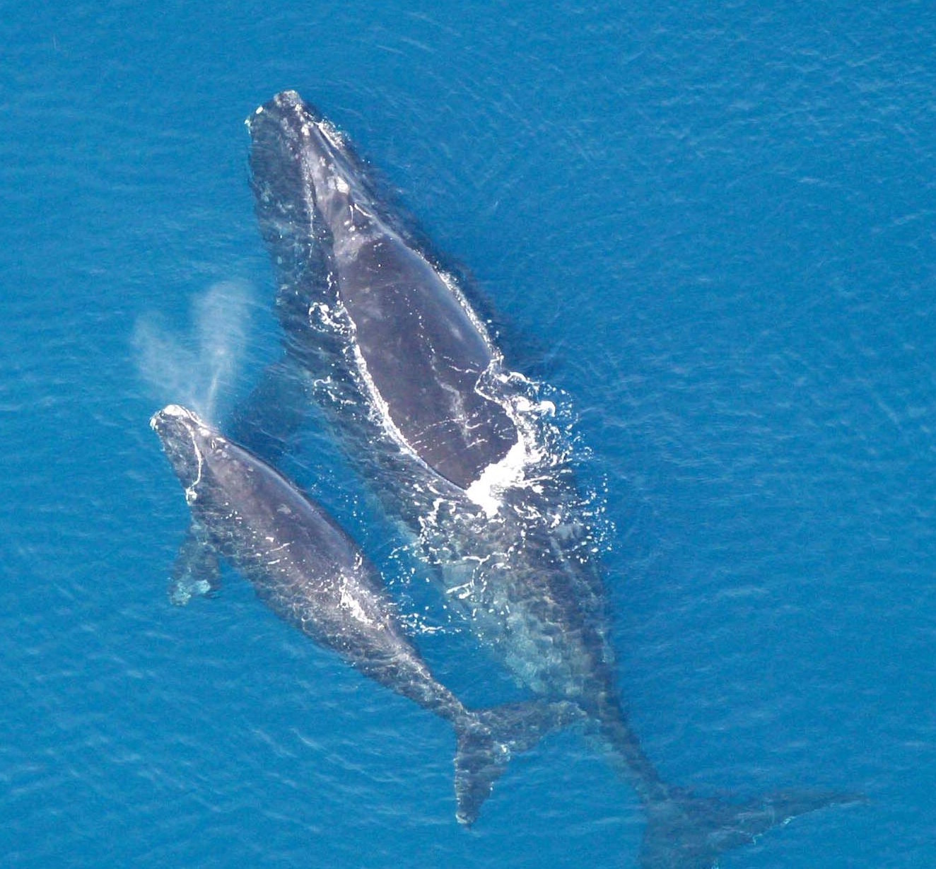 Critically endangered right whale calf spotted near Florida - Earth.com