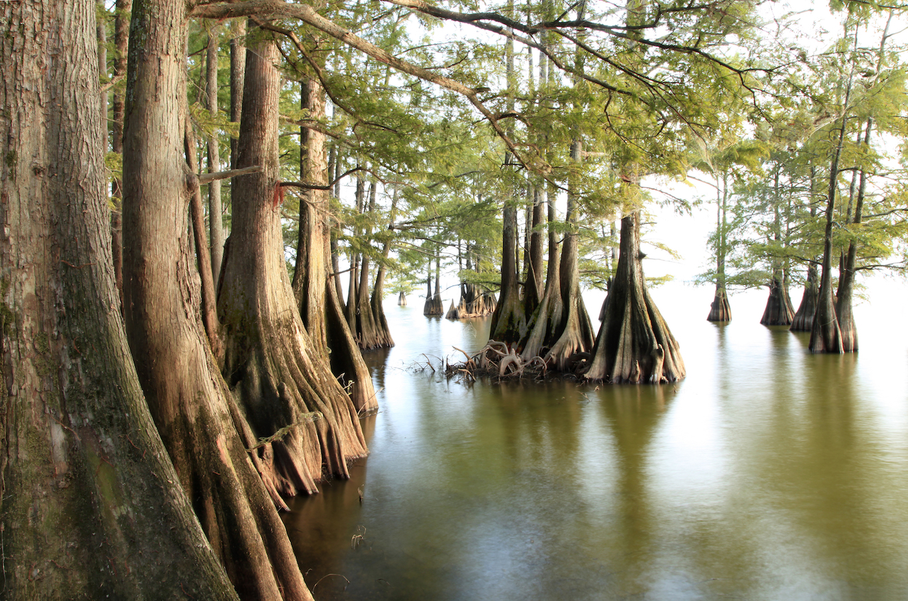 Restoring Canals Found To Be A Cost effective Way To Revive Wetlands 