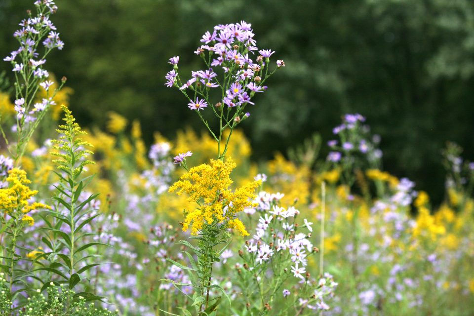 The revery alone won't do: Restoring America's prairies - Earth.com