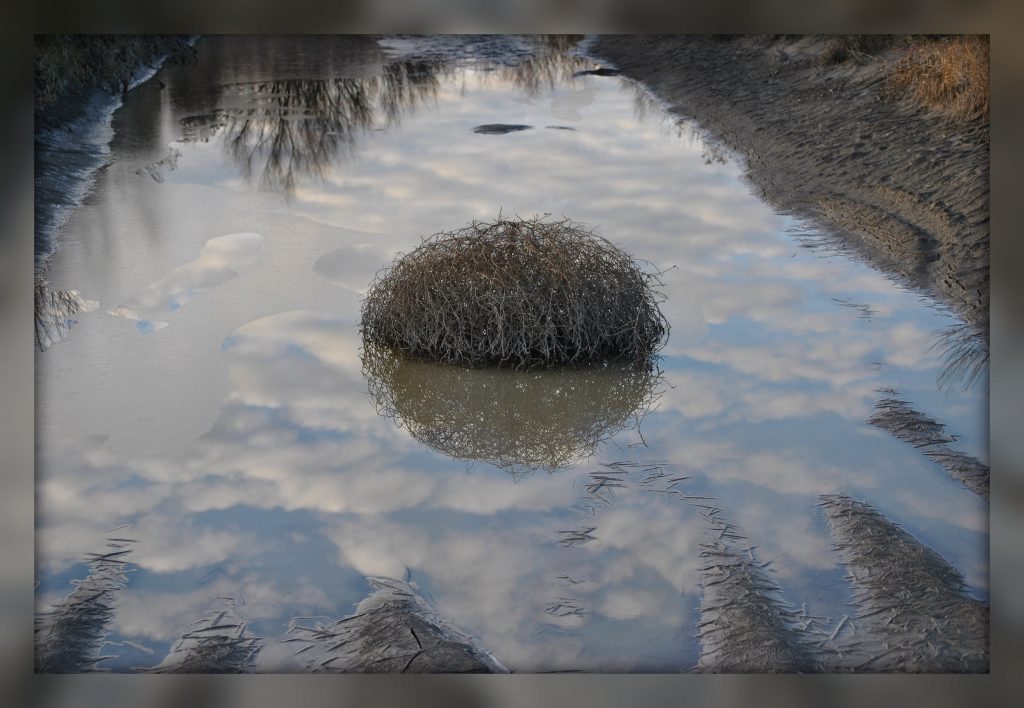 The tumbleweed invasion - Earth.com