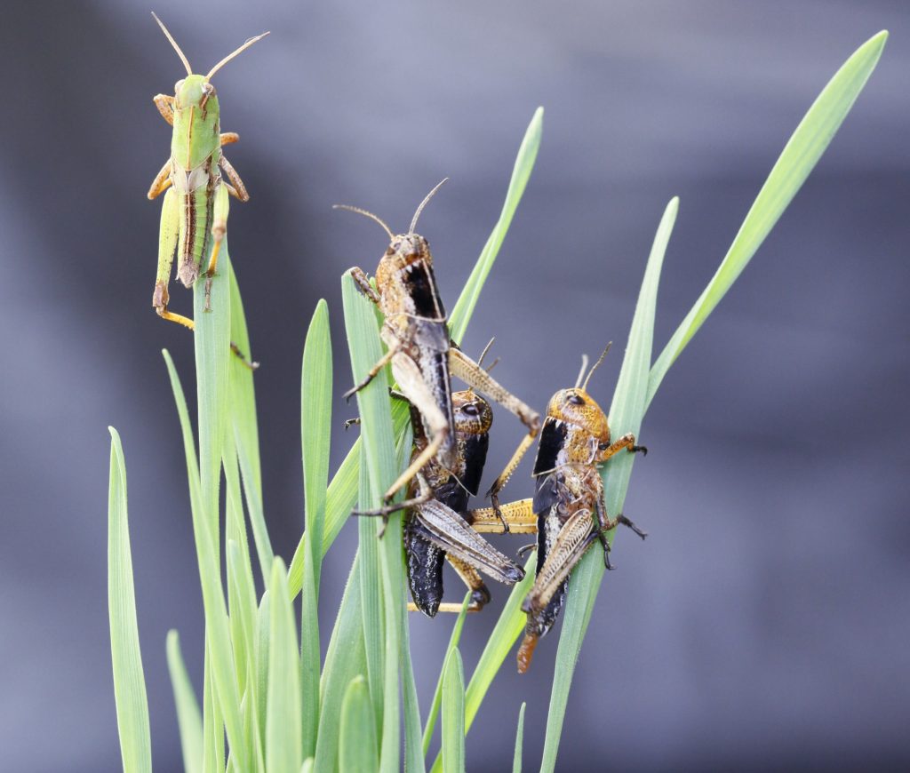 Special mechanism allows locusts to change their body color • Earth.com