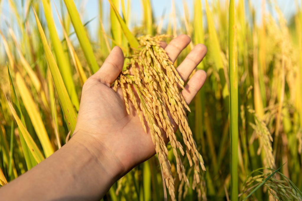 New bioengineering method could improve rice crop yields • Earth.com