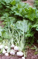 Brassica Rapa Rapifera -- Earthpedia plant
